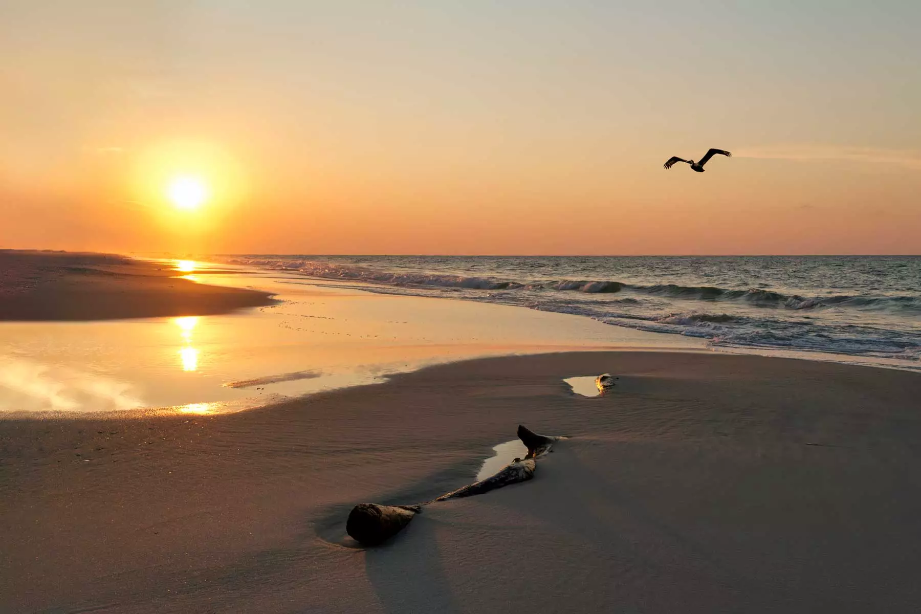 Dum pelikano flugas, la sunleviĝo brilas hele maro kaj sabla strando kun drivlignoŝtipo laŭ la Meksikia golfo marbordo de Gulf Shores, Alabamo.