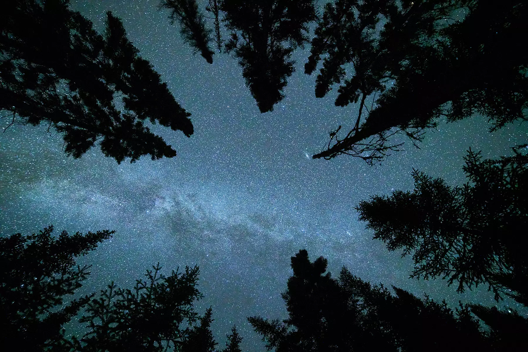 Върховете на дърветата в пустинята за кану-зона Boundary Waters, убежището Dark Sky