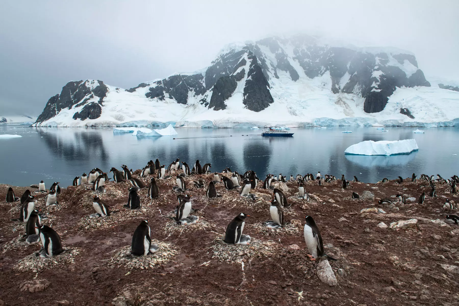 Danco ကျွန်း၊ Errera Channel၊ Graham Land၊ Antarctic Peninsula၊ Antarctica ရှိ ချောက်ကမ်းပါးပေါ်ရှိ Penguins