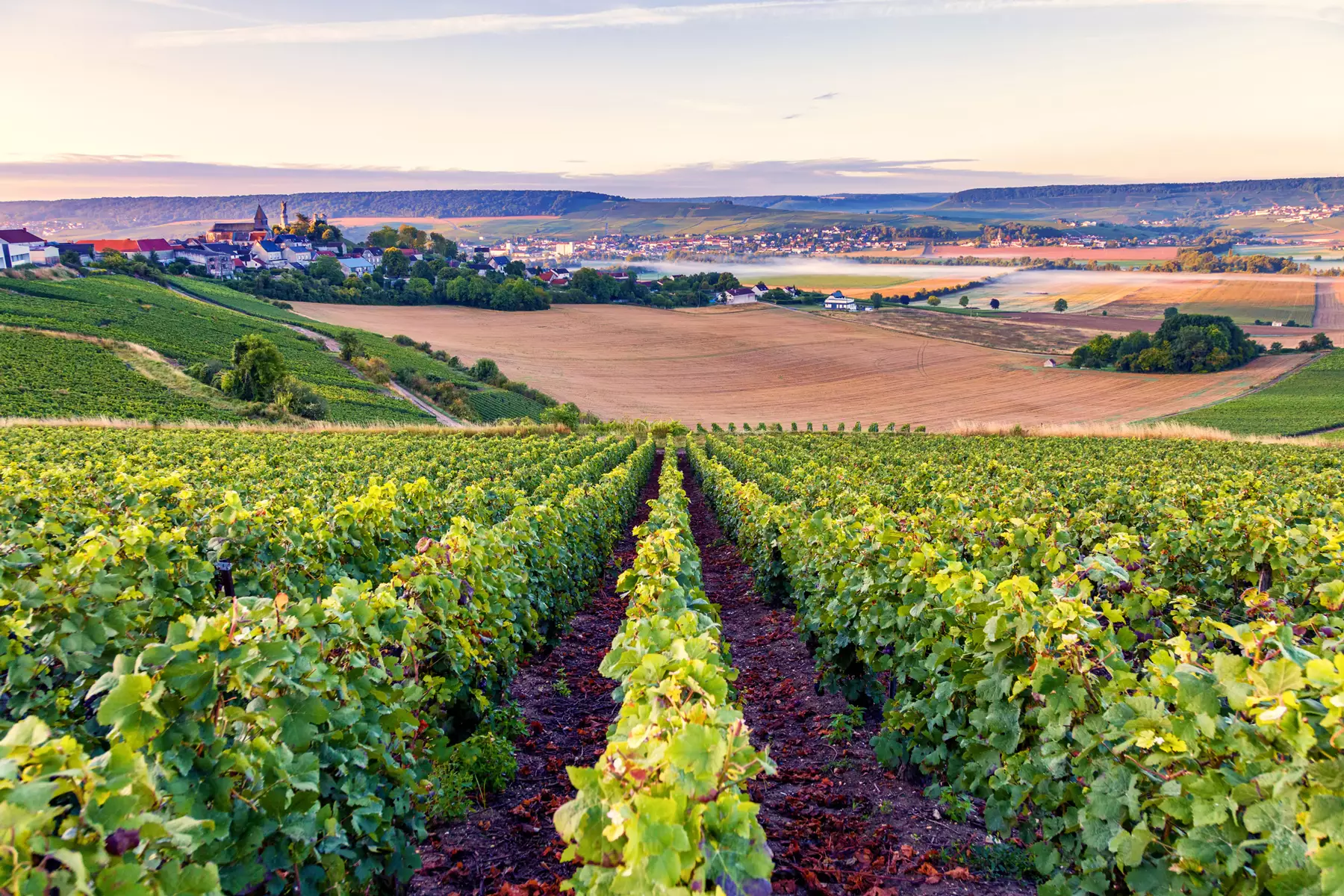 Champagne-streek in Frankryk. 'n Pragtige uitsig baie vroegoggend aan die einde van die somer.