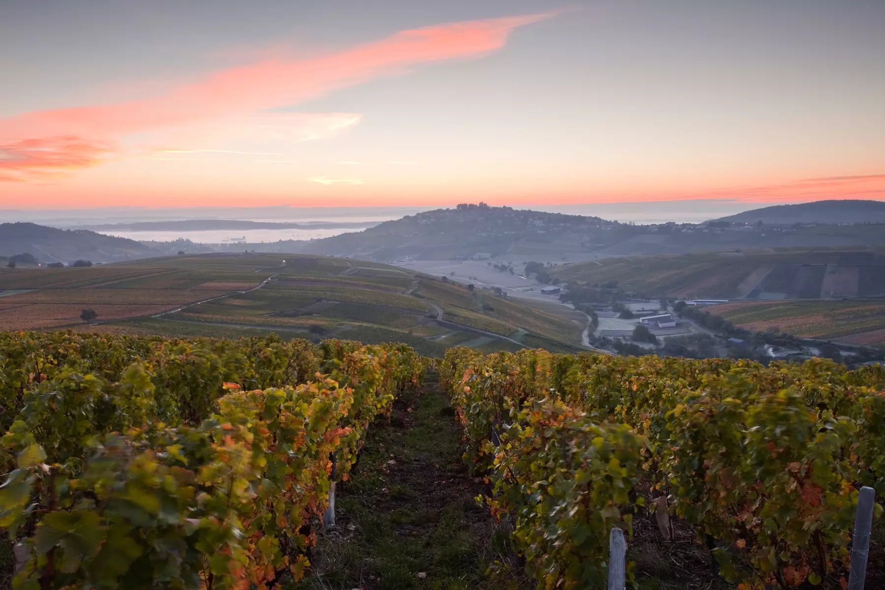 Sancerre vīna dārzi rudenī. Teritorija atrodas Luāras ielejas malā, ko aizsargā UNESCO.