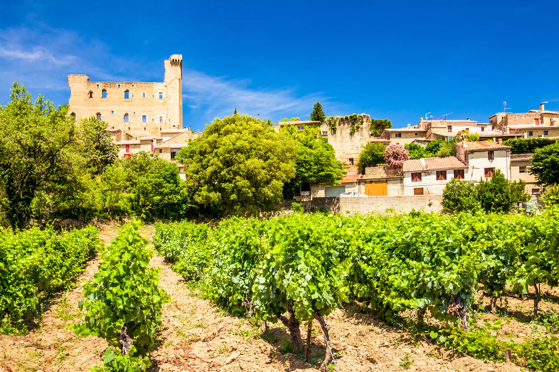 Chateneuf-du-Pape، Provence، فرانس ۾ قلعو ۽ انگورن جو باغ.