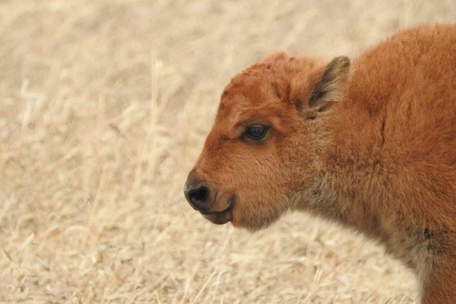 Малко бизонче в парка за наследство на Wanuskewin в Канада