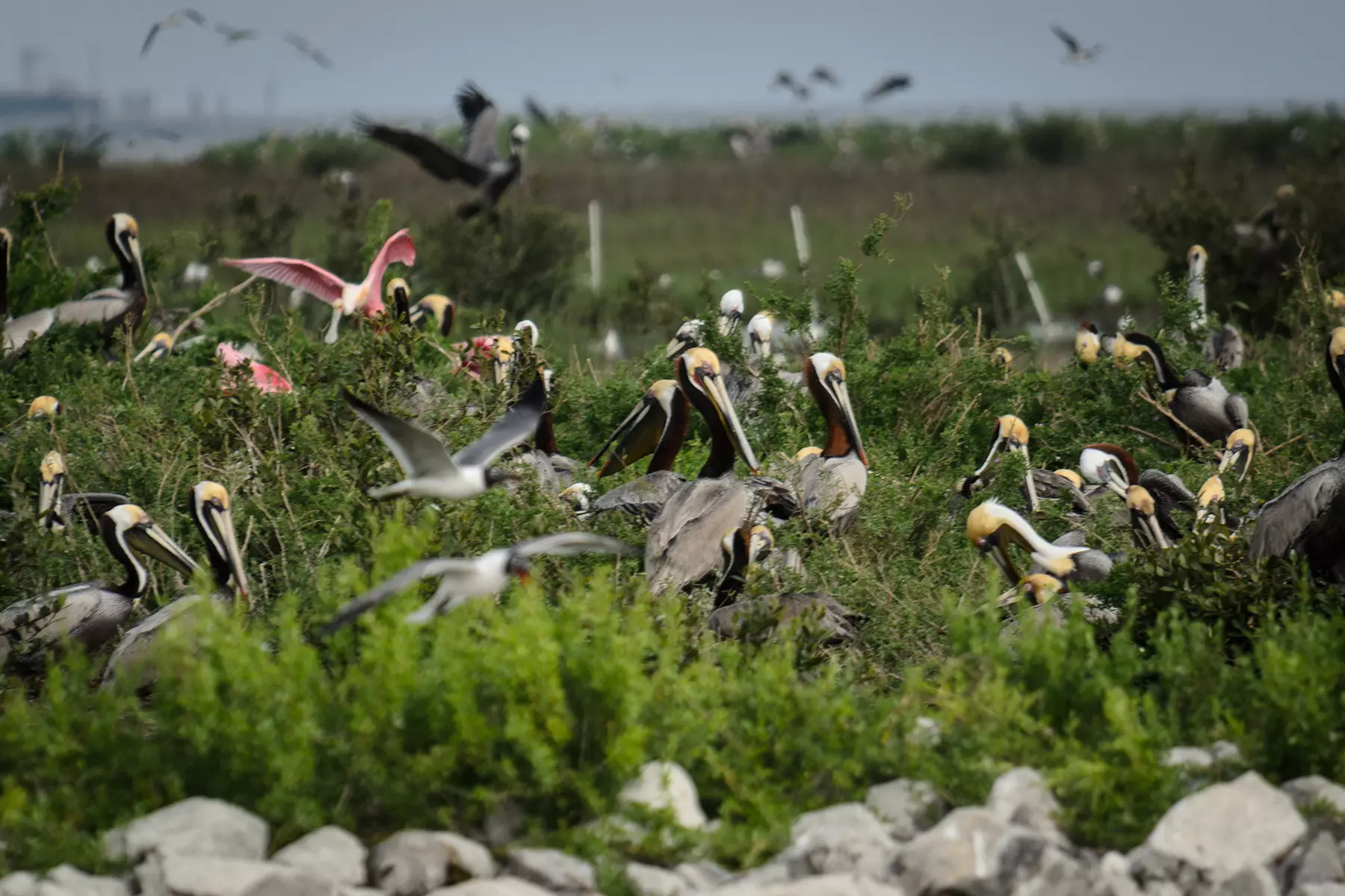 Brown Pelican, Louisianan osavaltion lintu ja Roseate Spoonbills Elmers Islandilla