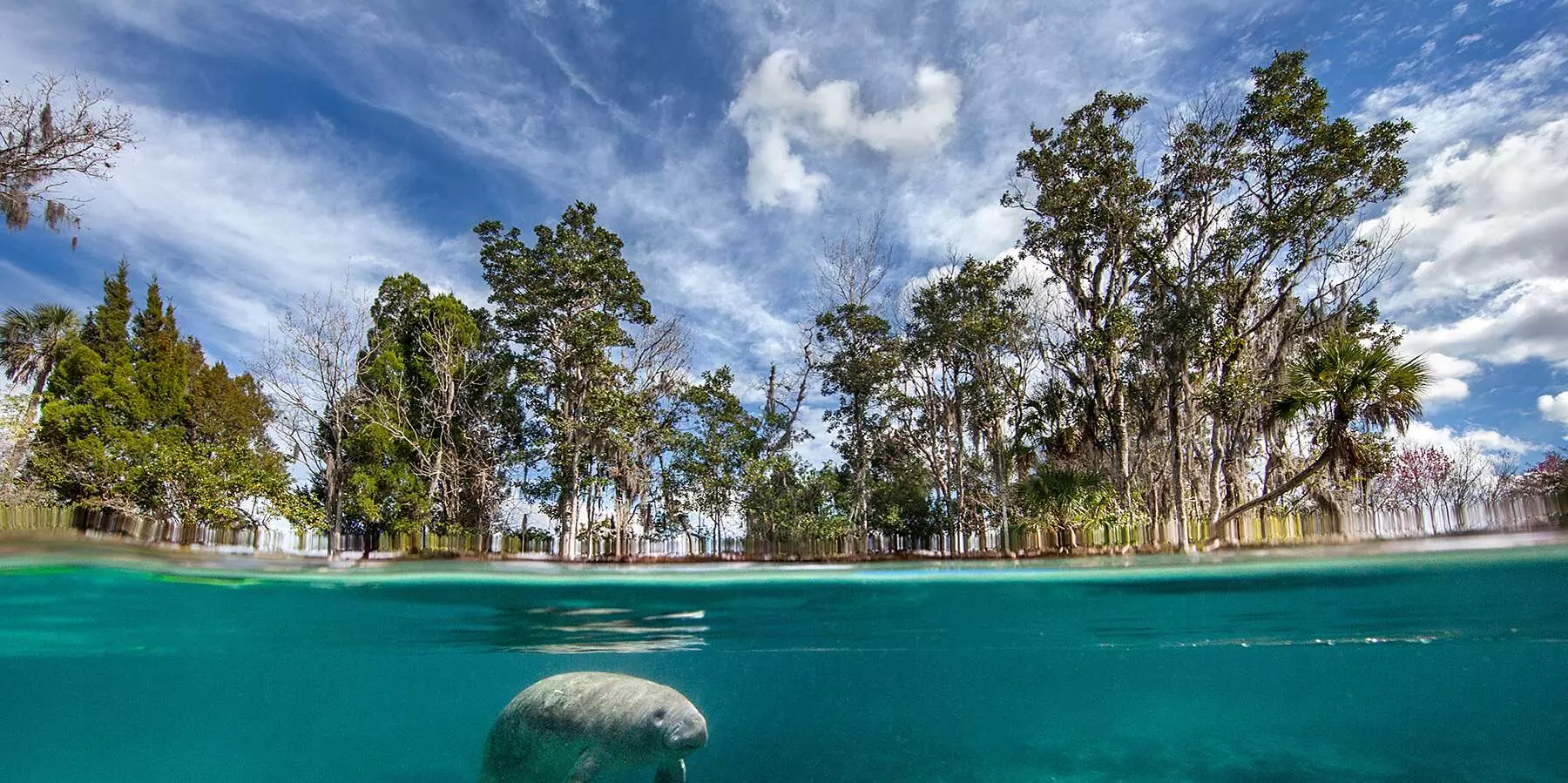 Mae Manatees Florida Mewn Perygl - Dyma Sut Gallwch Chi Helpu