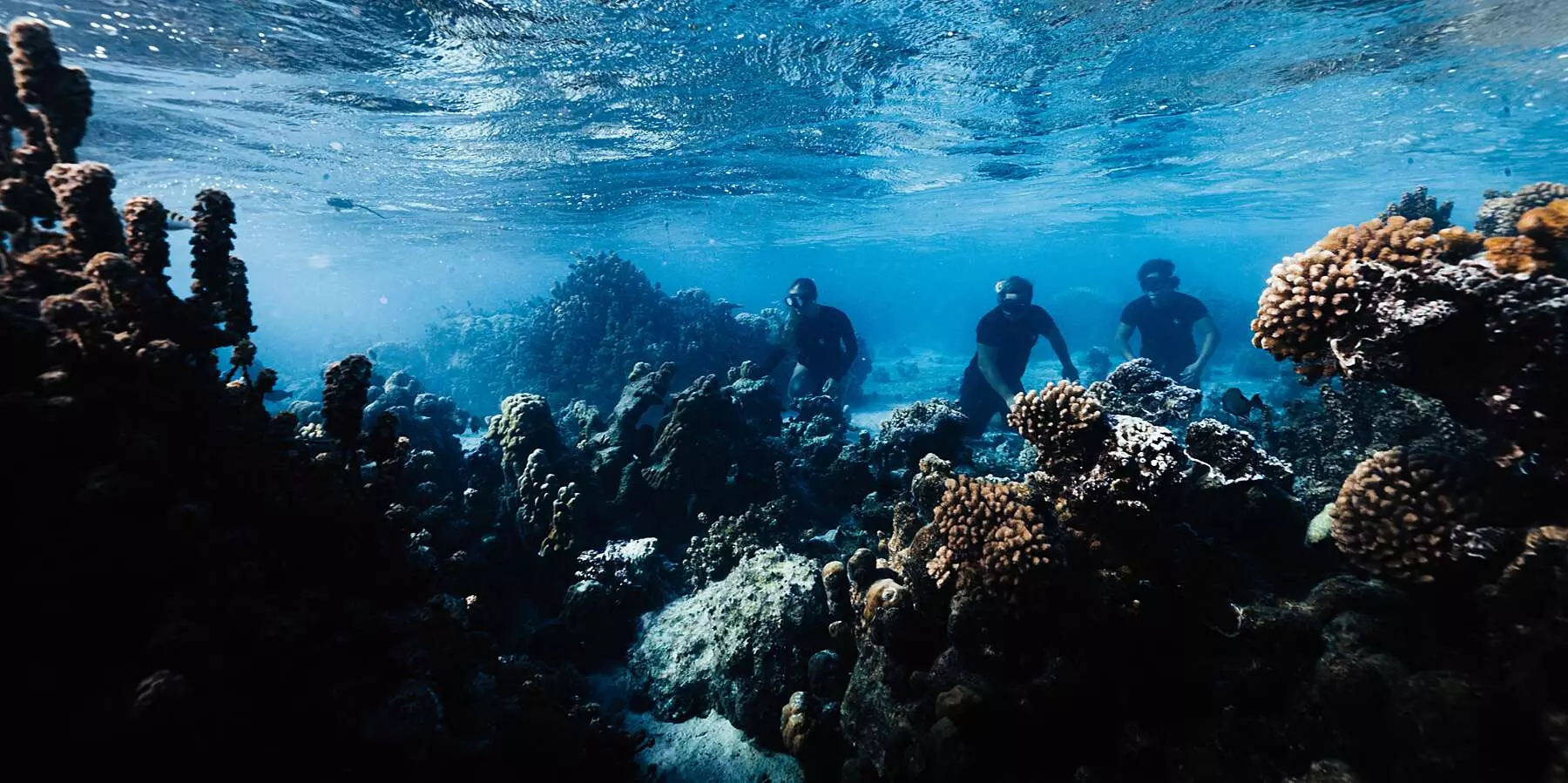 Wéi Coral Gardeners Är Liiblingsdestinatiounen späicheren