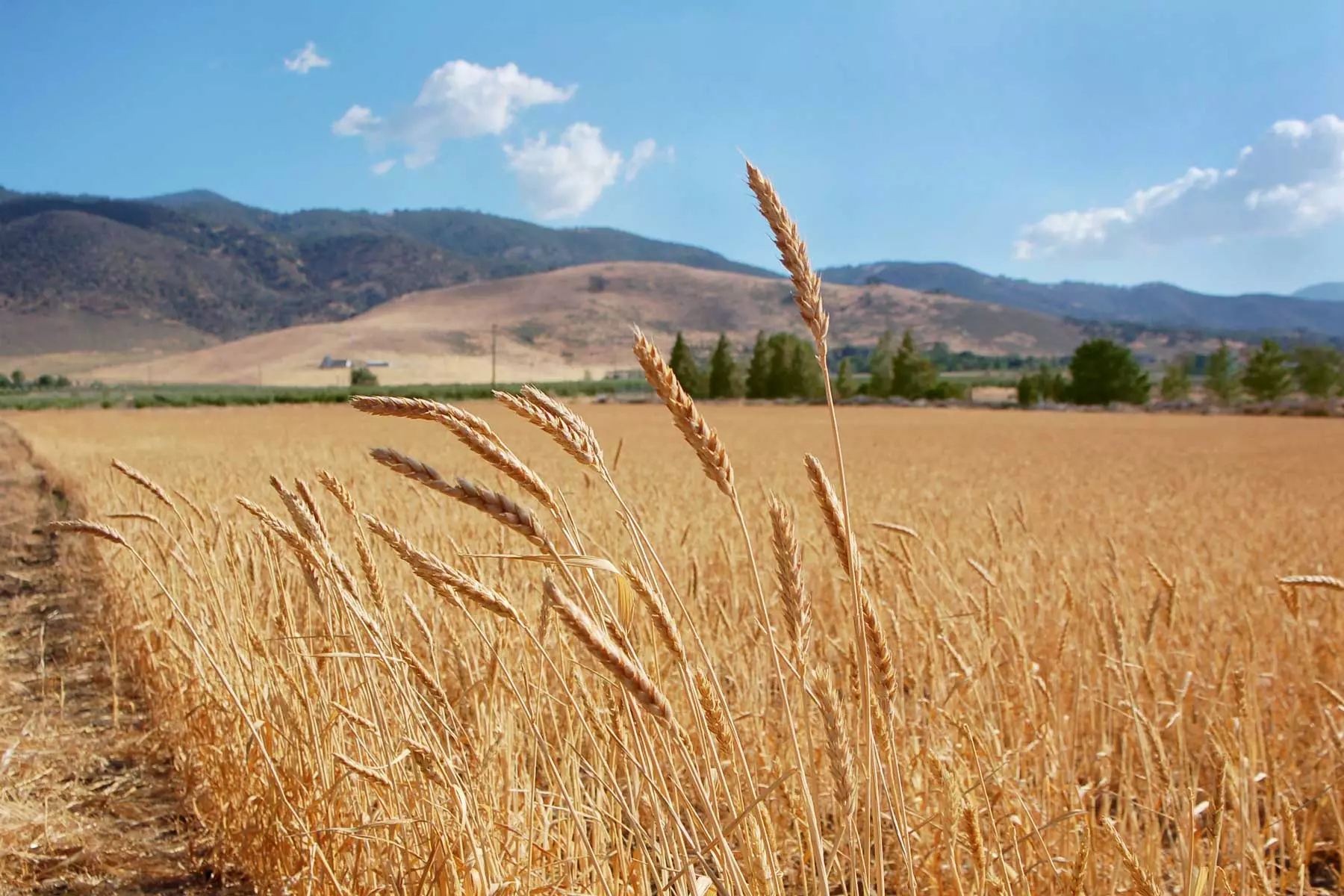 Tehachapi Grain Project câmpuri de grâu