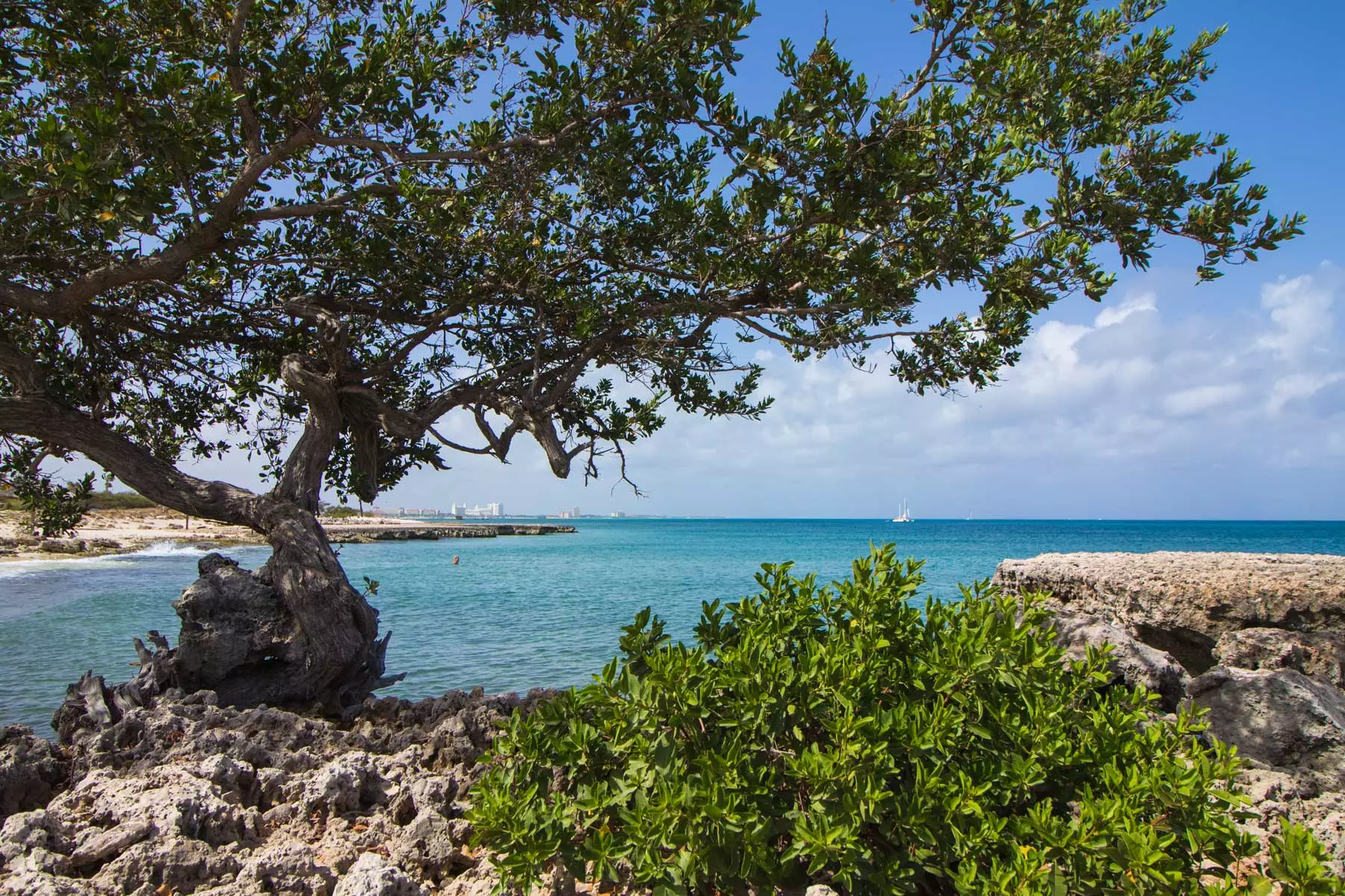 Divi laau i Aruba