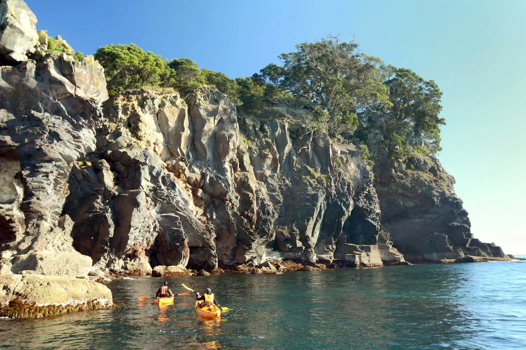 Cadhcóirí ag tearmann Whakatane Motutohora Island (Oileán na Míolta Móra) sa Nua-Shéalainn