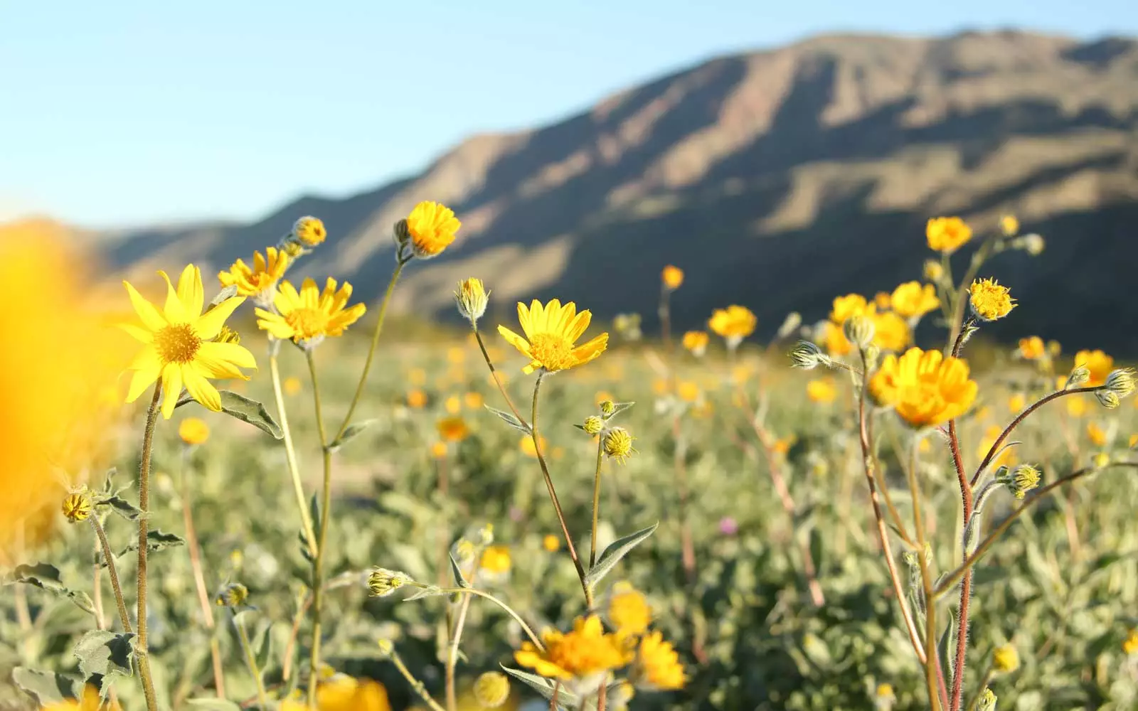 Geel blomme in die superblom van Kalifornië