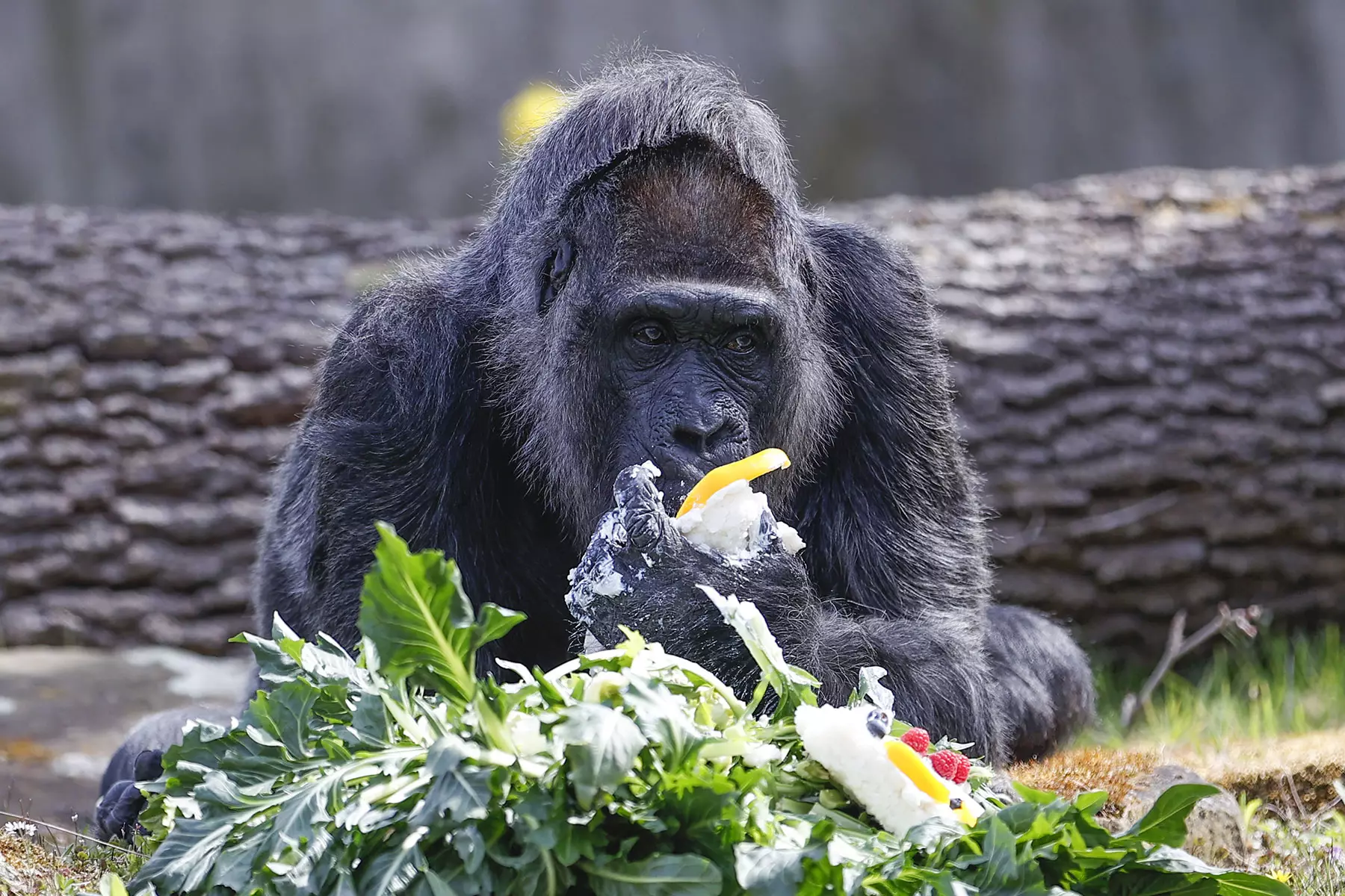 Gorilla Fatou que resideix al zoològic de Berlín celebra el seu 65è aniversari amb un pastís d'aniversari fet de fruites a Berlín, Alemanya