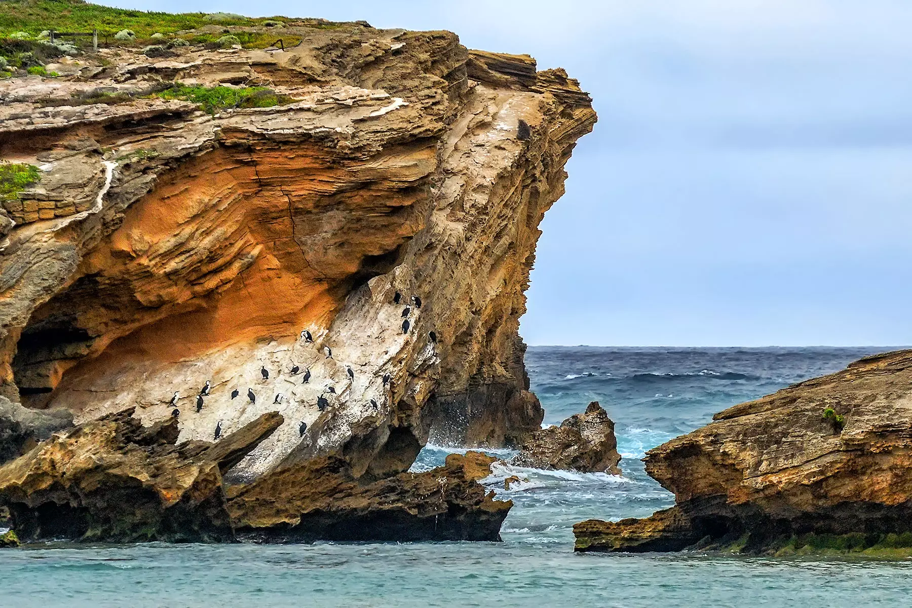 Pingviner på de vassa klipporna på Warrnambool, australiensiska kusten av Stilla havet