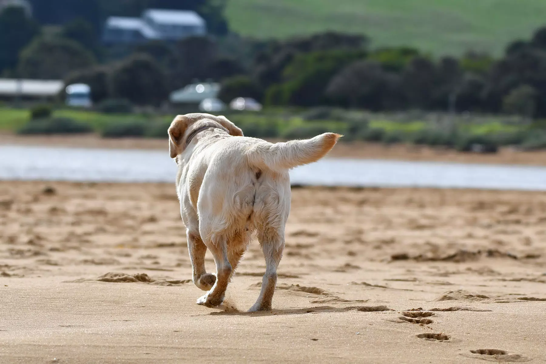 En hund som går på stranden i Warrnambool, Australien