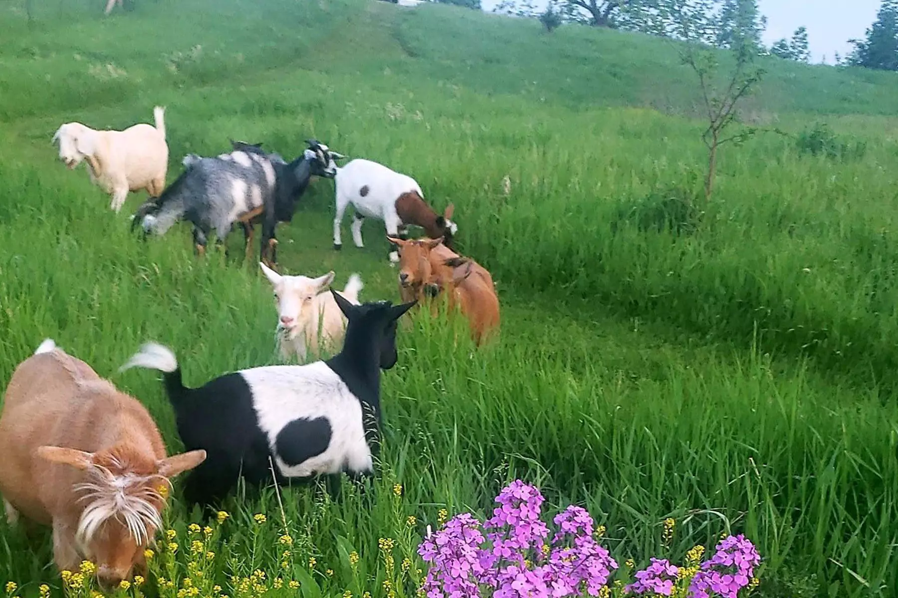 Այծեր The Goatel Serenity-ի սեփականության վրա, Ուիլյամսթոնում, Միս