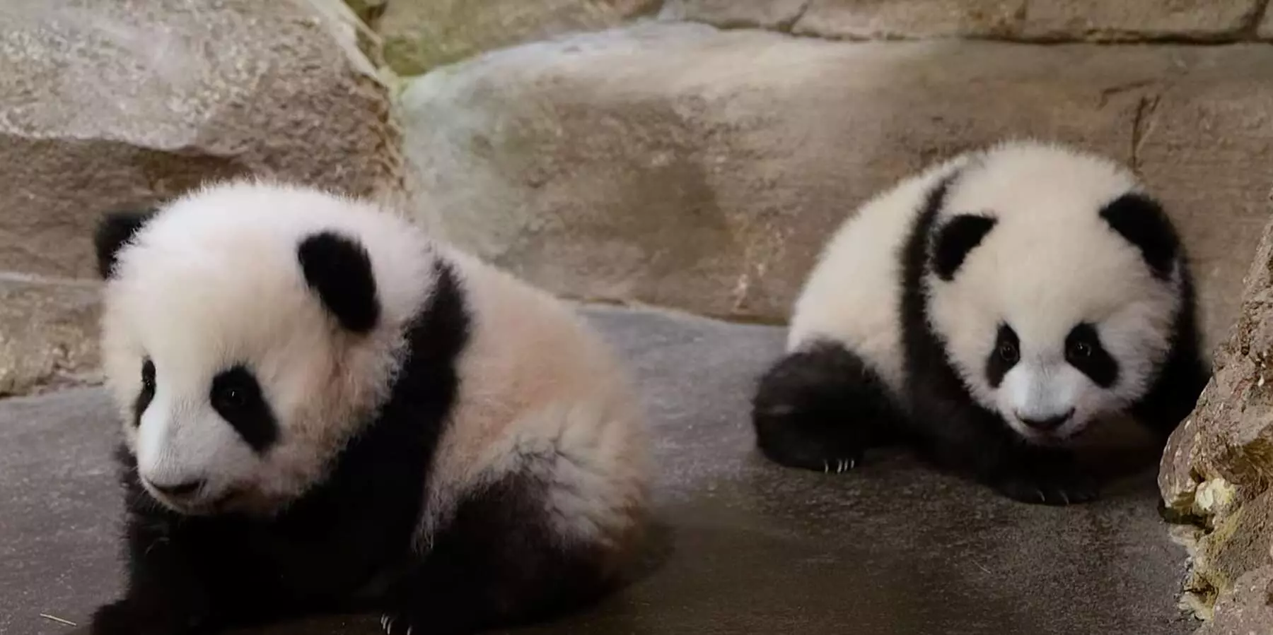 Tonton Anak Panda Kembar yang Menggemaskan Ini Mengambil Langkah Pertama Mereka di Depan Umum