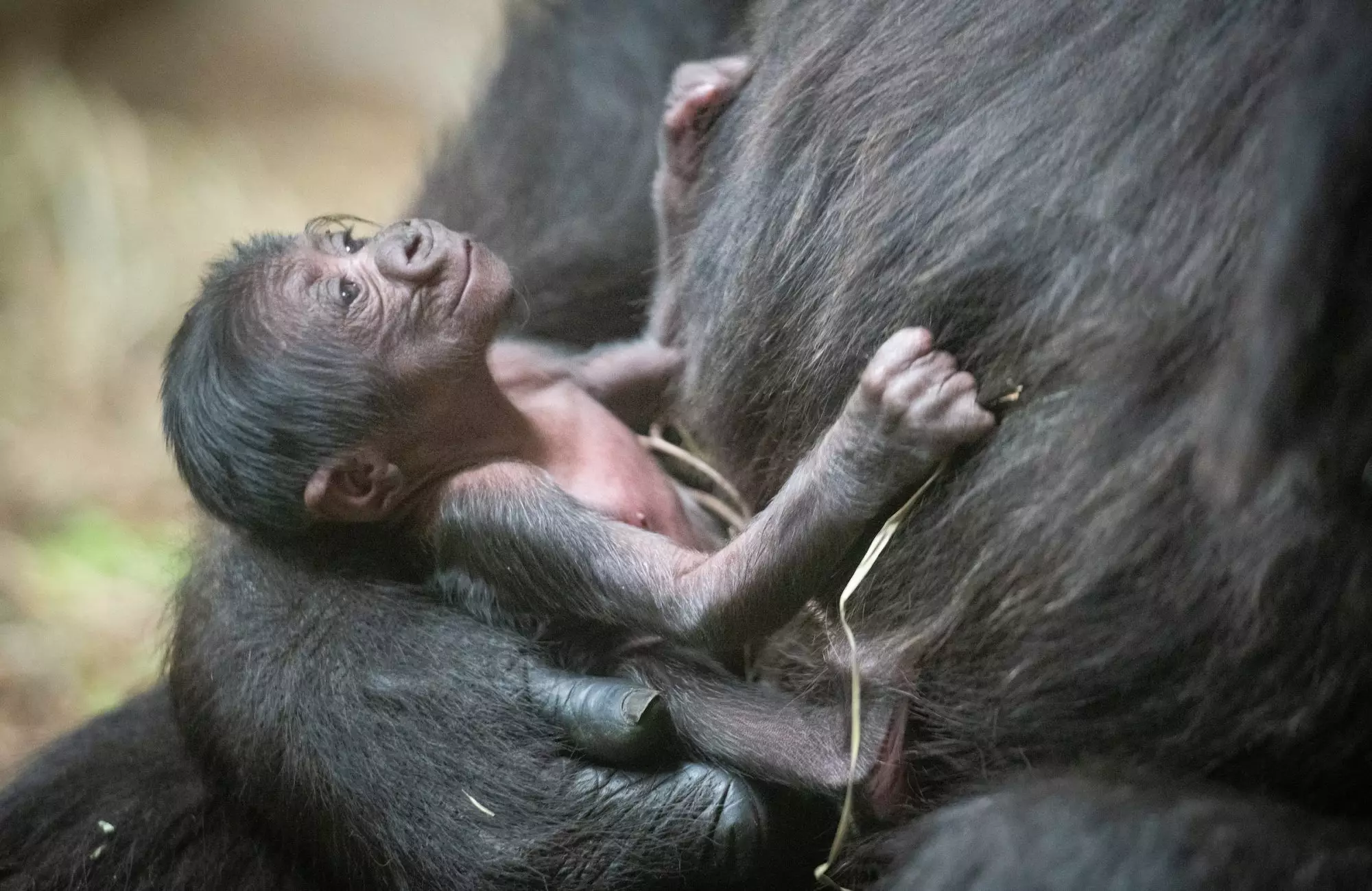 Cleveland Metroparks Zoo بيبي گوريلا