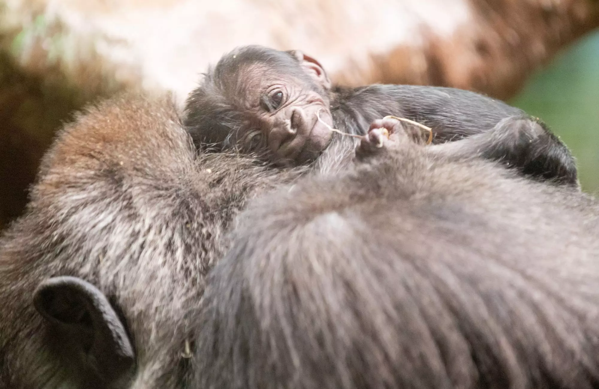 Cleveland Metroparks Zoo بيبي گوريلا