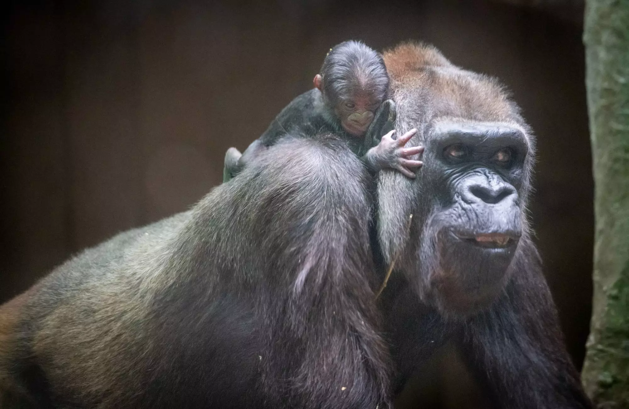 Baby gorilla ng Cleveland Metroparks Zoo