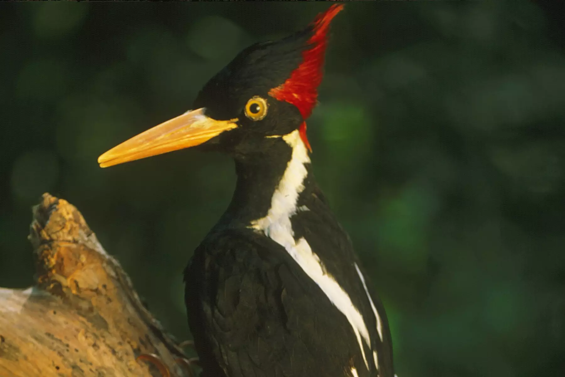Usa ka Ivory-billed woodpecker katapusang nakit-an niadtong 1980s, Louisiana, USA