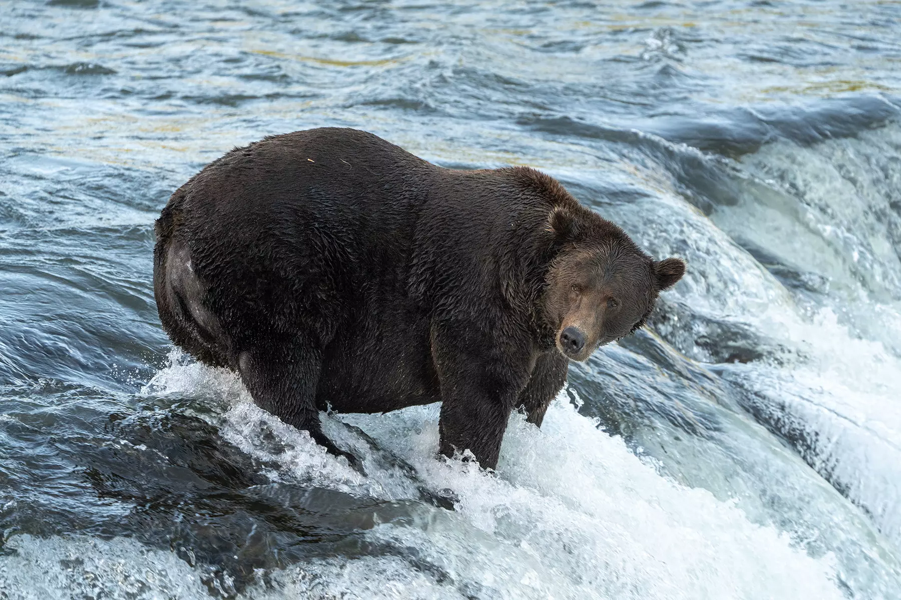 Walker ass e grousst erwuessene Mann am Katmai National Park a Preserve