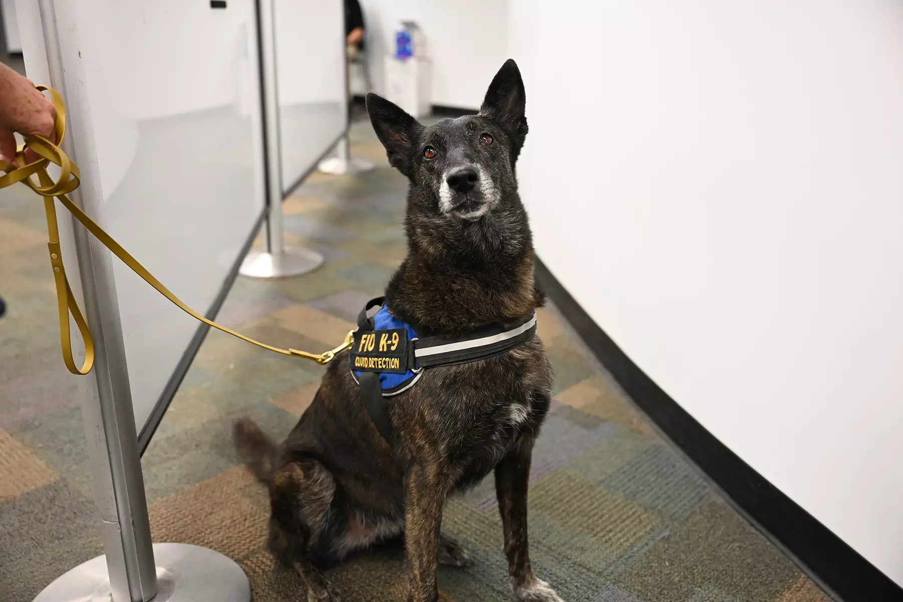 Cane COVID-19 K9 all'aeroporto internazionale di Miami