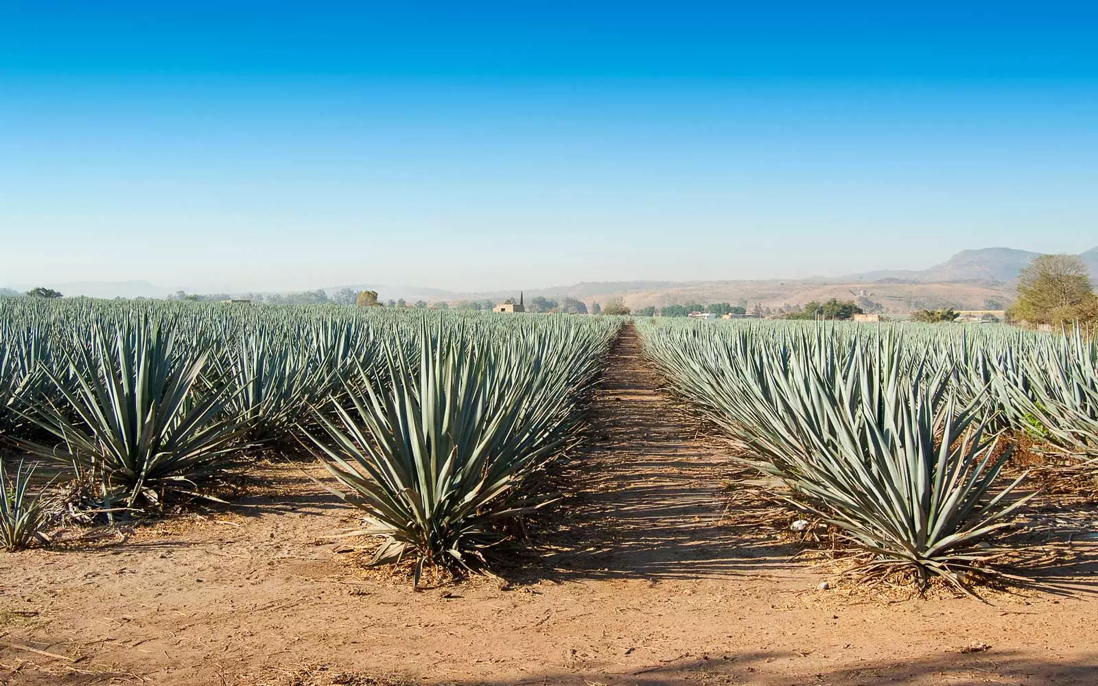 Landscape tequila Meksik