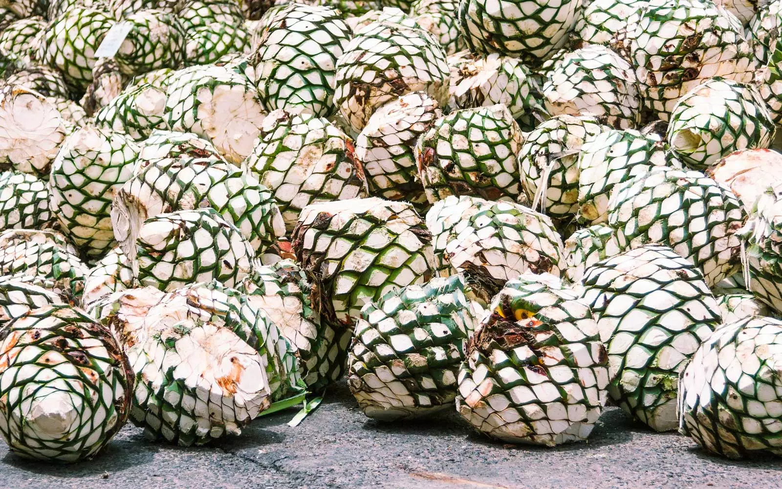 Die Kerne von Tequilana Weber oder Blauer Agave, der Pflanze, die für die Tequila-Produktion verwendet wird, nachdem die Blätter für den Destillationsprozess in einer Destillerie in der Stadt Tequila, Mexiko, geschnitten wurden