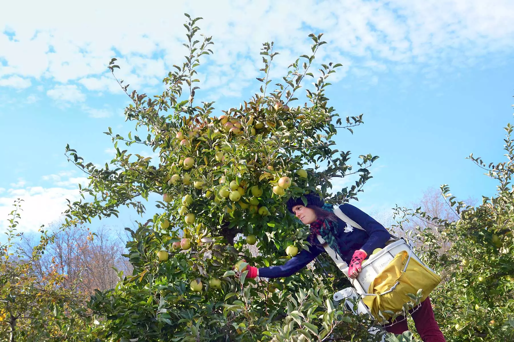 Женщина собирает яблоки в саду