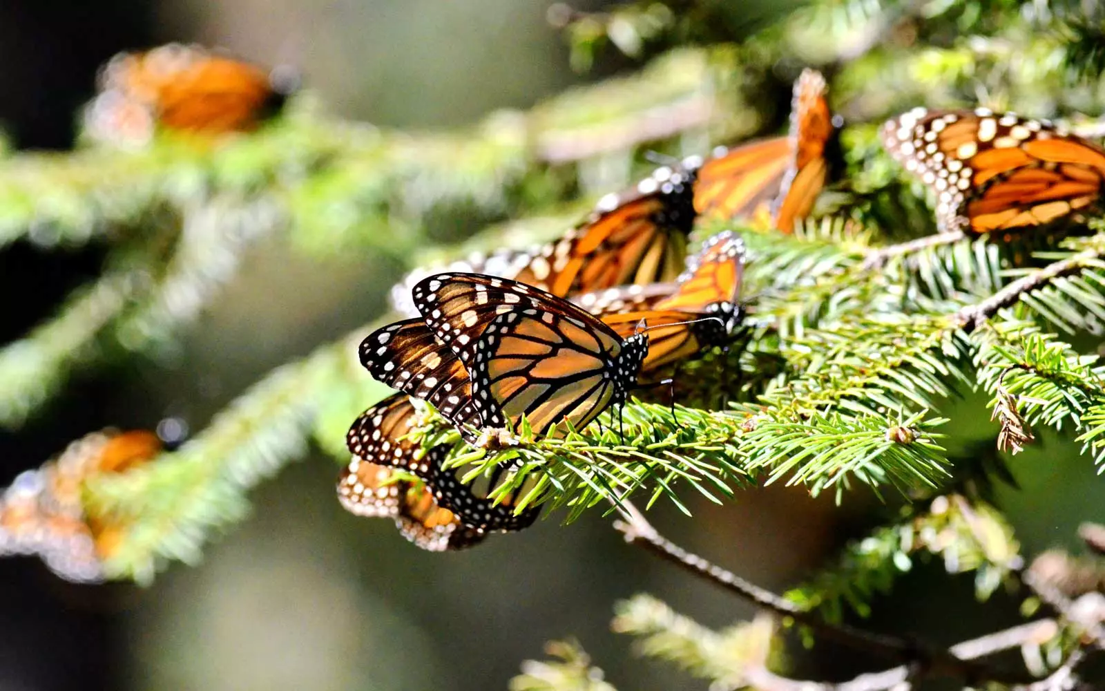 Monarch Butterfly Biosphere Reserve sa Michoacan, Mexico, isang World Heritage Site