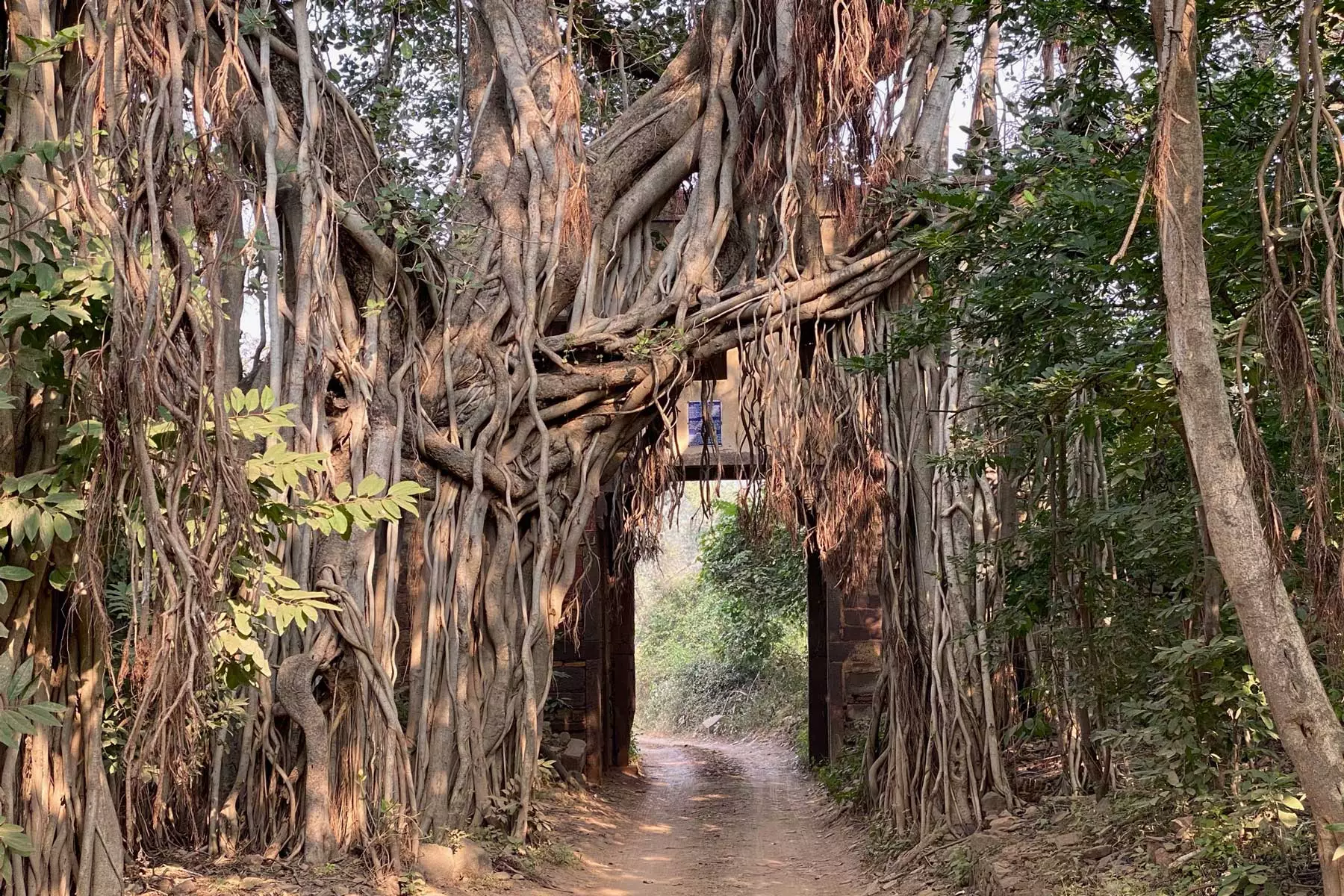 Ein Waldweg in Indien, gesehen auf einer Tour mit Greaves India, die zu einem der weltbesten Reiseveranstalter gewählt wurde