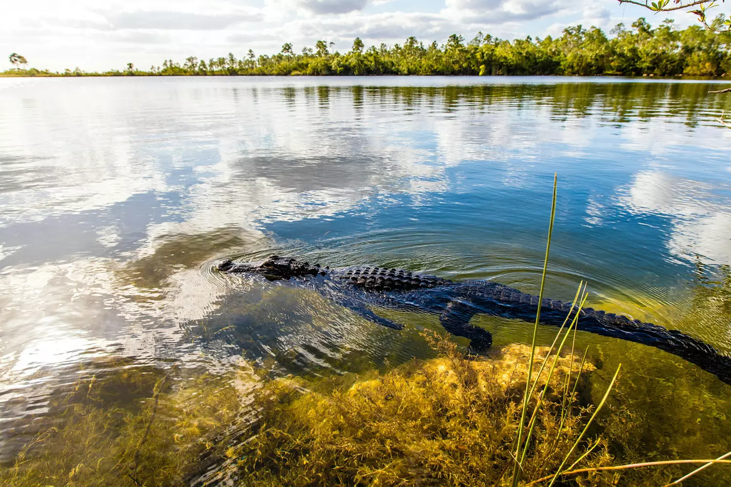 Side View of Crocodile a cikin Everglades