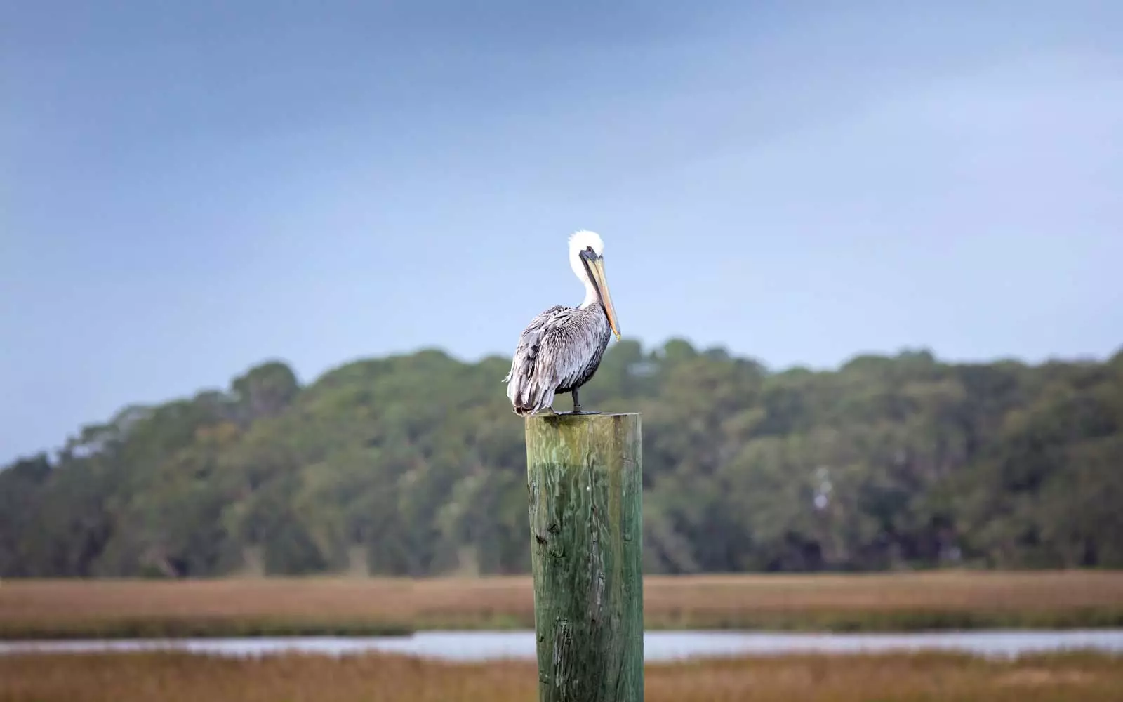 Ivuba elimhlophe esigxotsheni sokhuni eTimucuan National Preserve