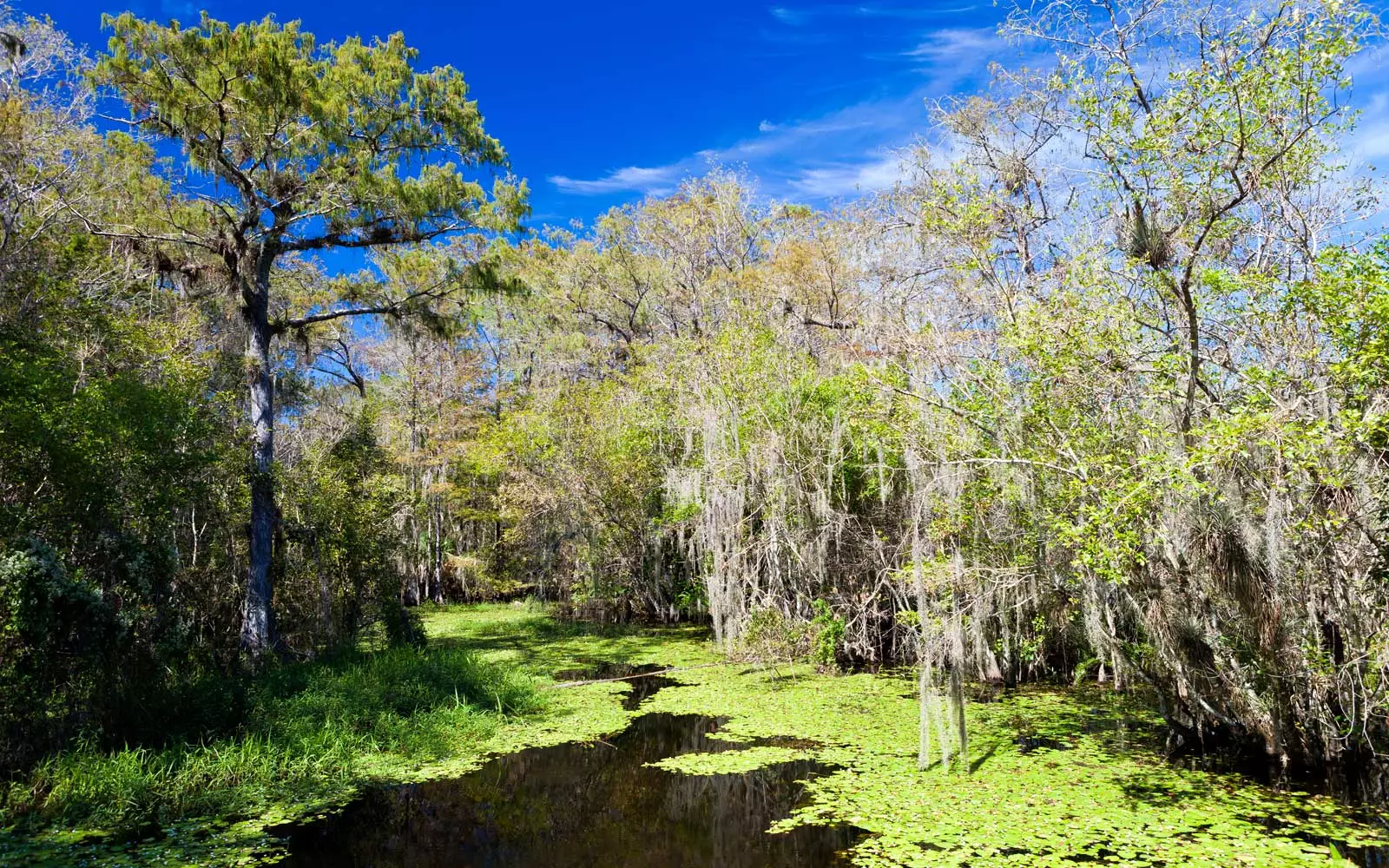 ຕົ້ນໄມ້ Cypress ໃນ swamp ມີໃບສີຂຽວສົດໃສ