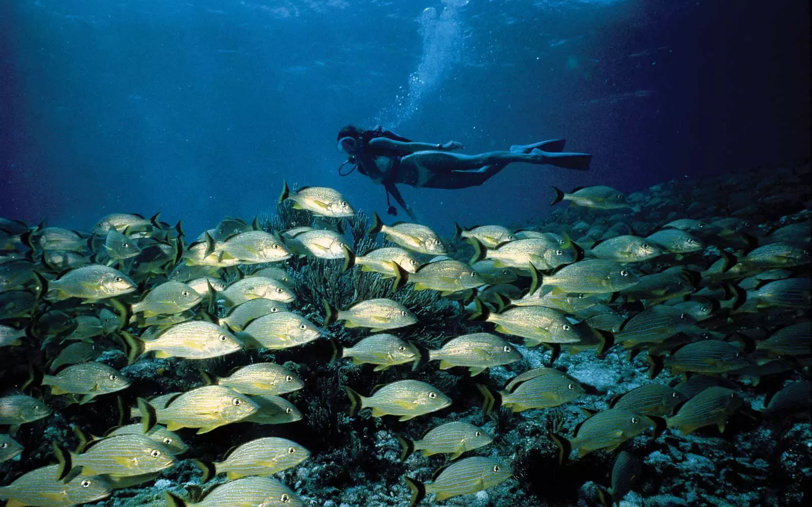 pequeña isla de palmeras