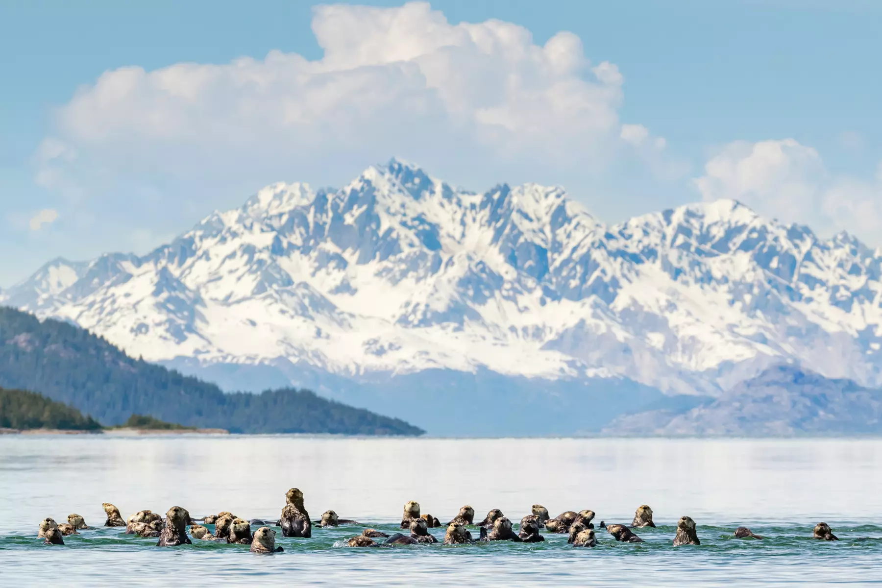 Un radeau de loutres de mer dans l'eau près de l'île Boulder, Glacier Bay National Park, Alaska