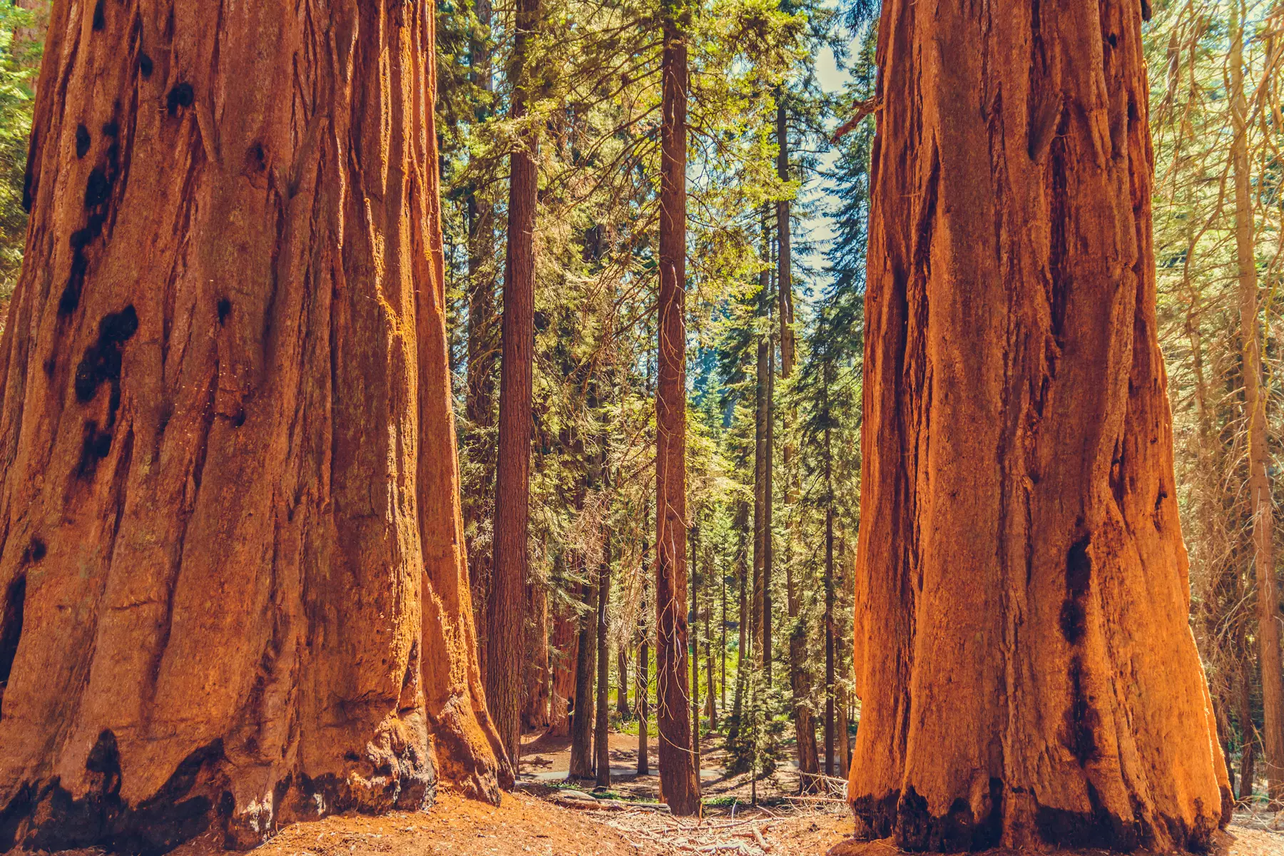 Parque Nacional Sequoia en California, Estados Unidos