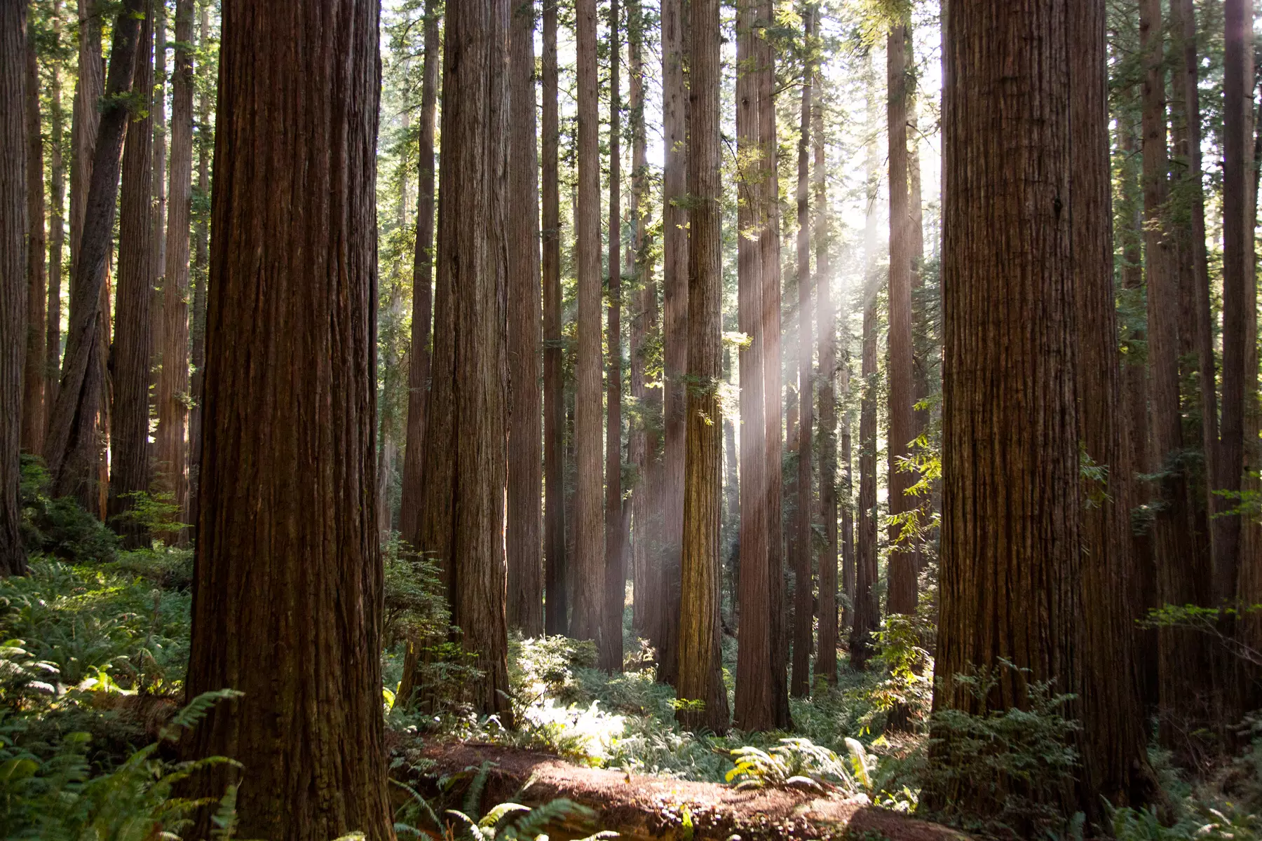 As enormes árvores Redwood no Redwood State and National Park, no norte da Califórnia.