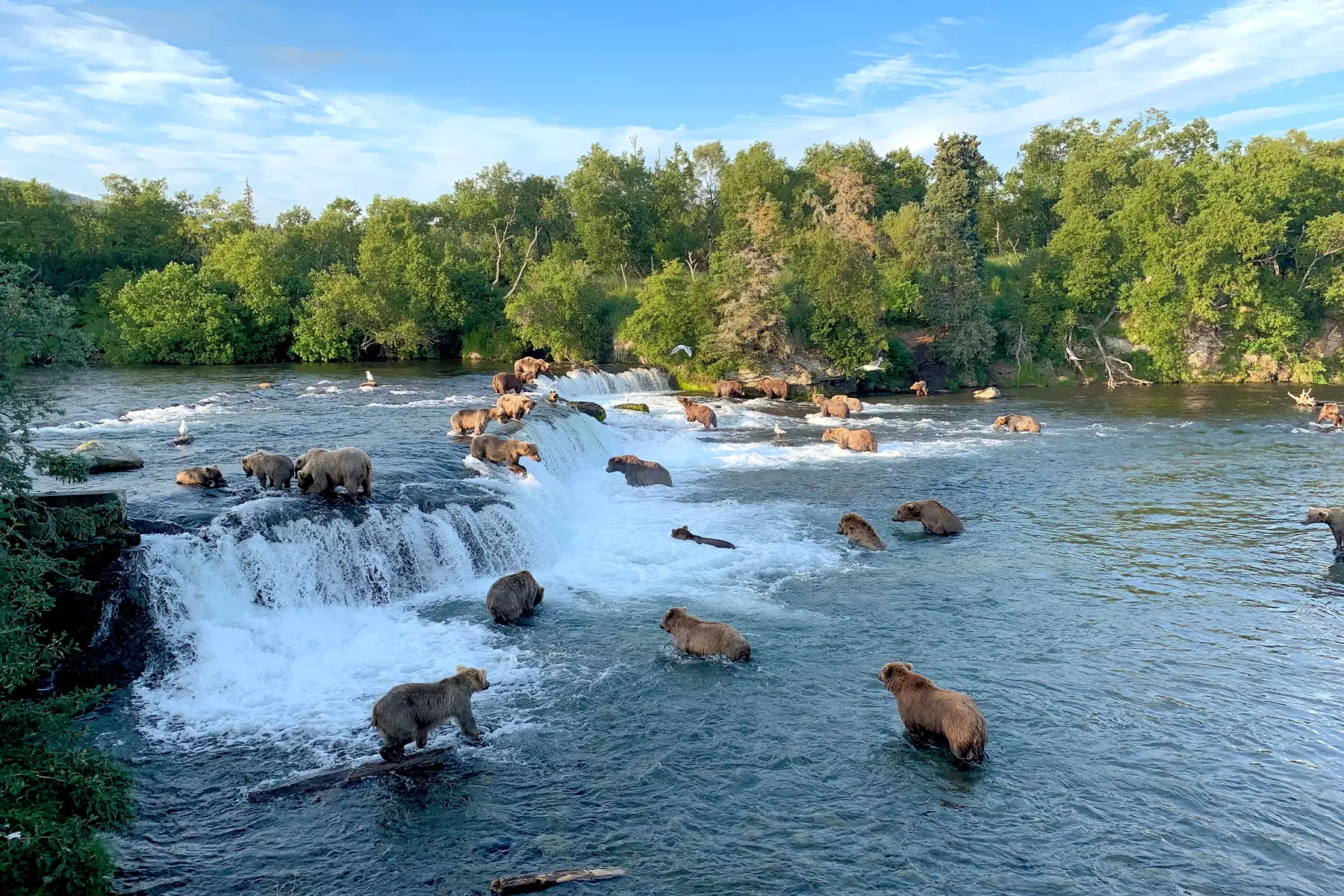 Ours bruns à Brooks Falls dans le parc national de Katmai, Alaska