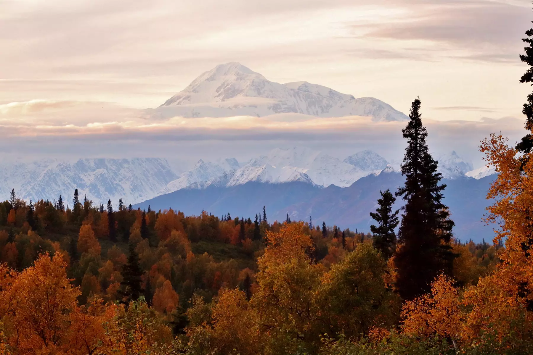 A folhagem de outono do Alasca e um Denali de nuvens finas atordoam em uma linda noite de outono.