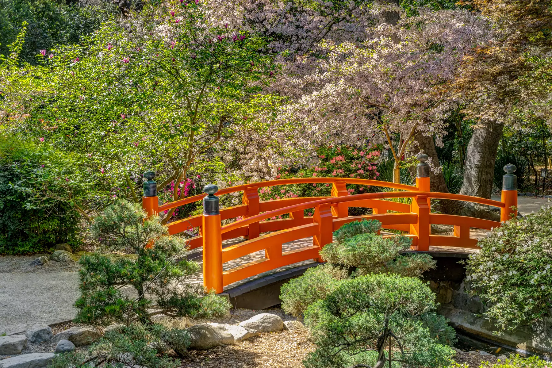 Oranje brug met bloeiende kersenbomen over kalm water.