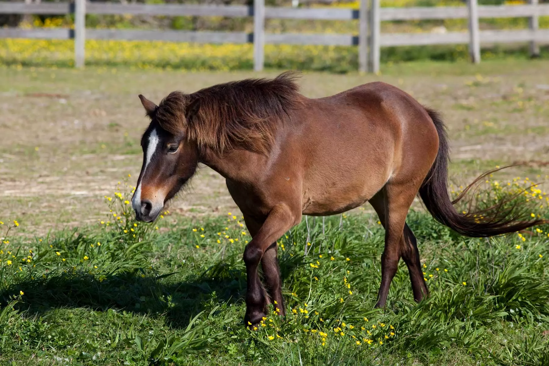 Ocracoke Adası Kuzey Karolina'da vahşi midilliler bulundu.