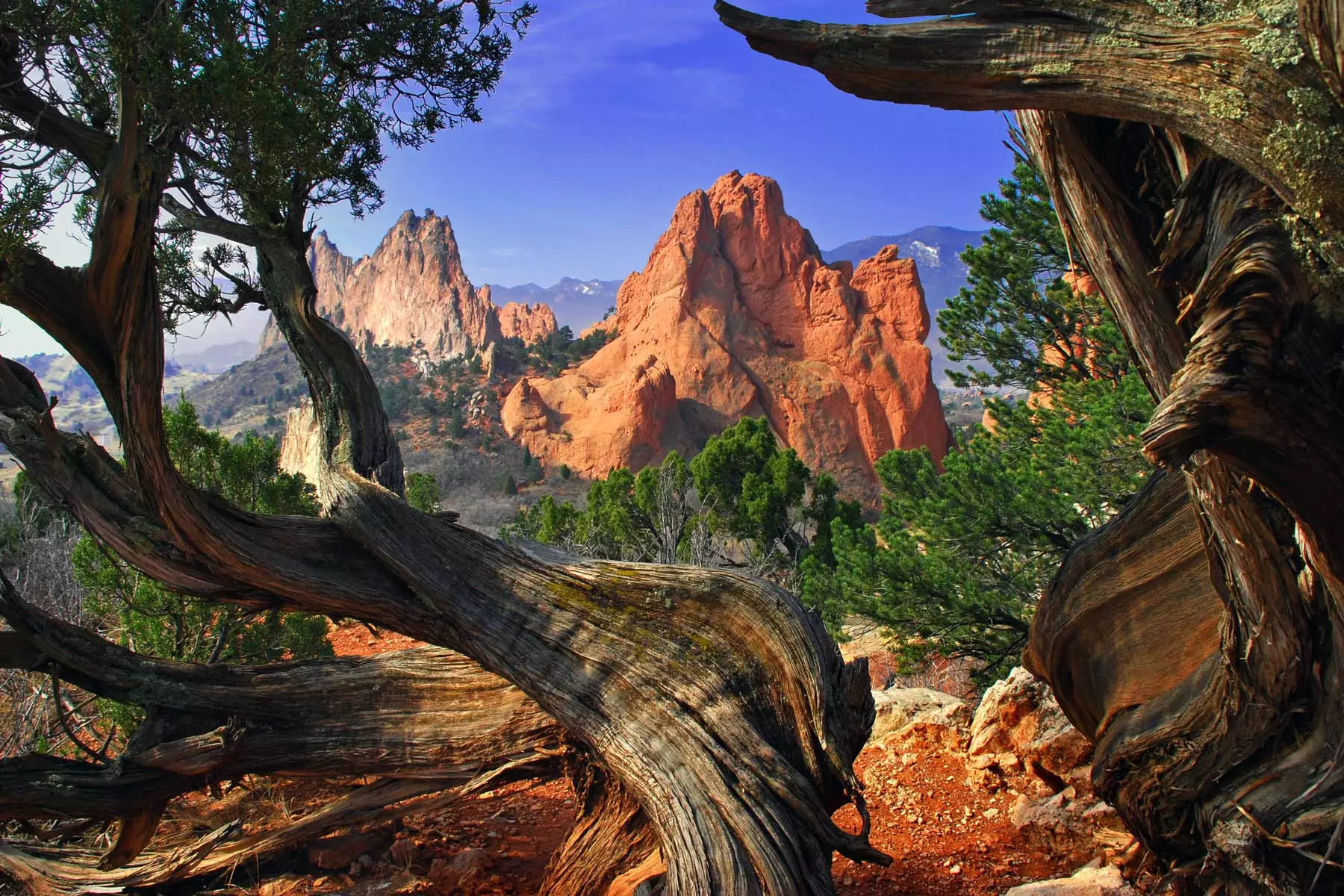 Garden of the Gods nga gikuwadro sa twisted Juniper Trees