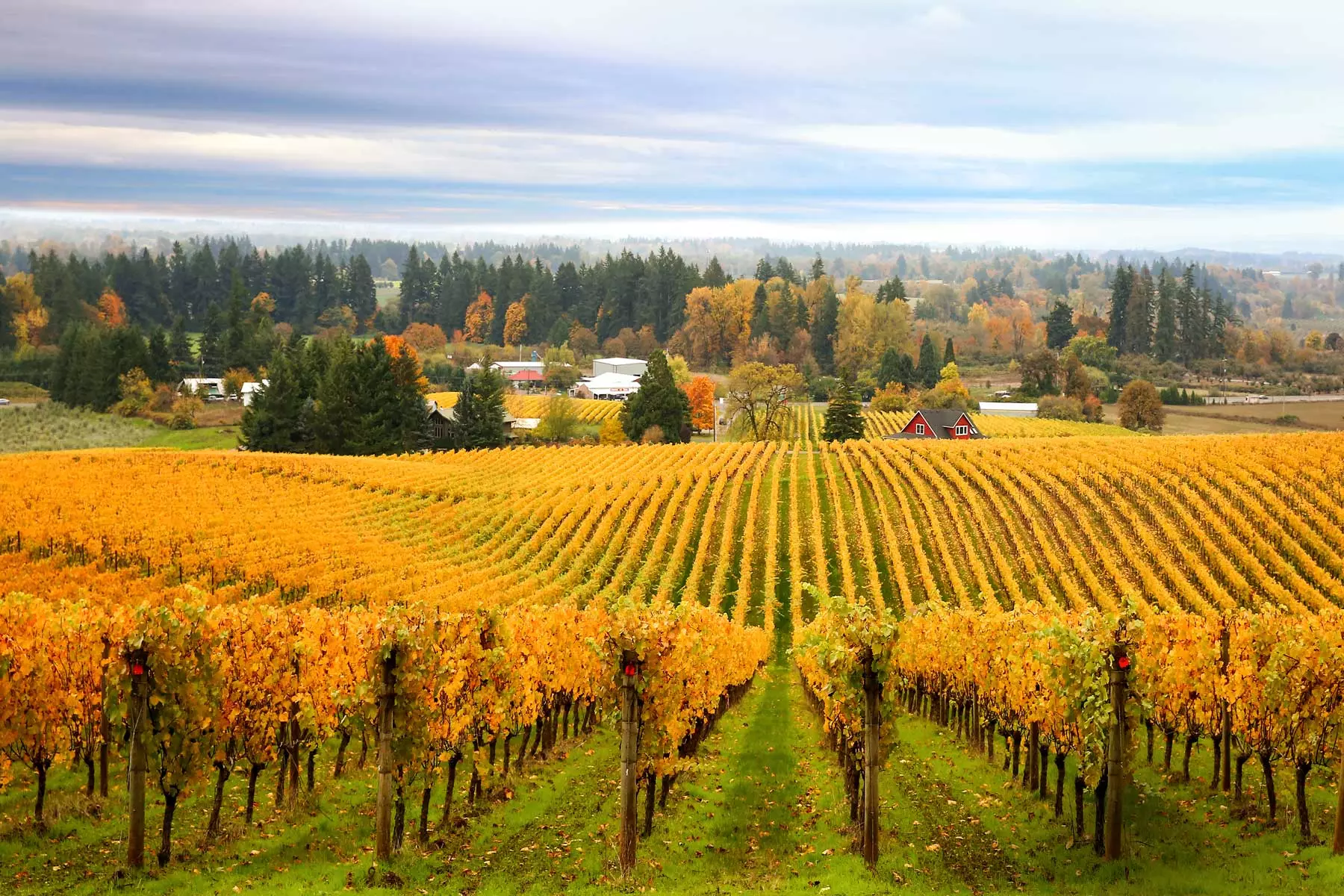 Jesensko listje v vinogradu v Oregonu