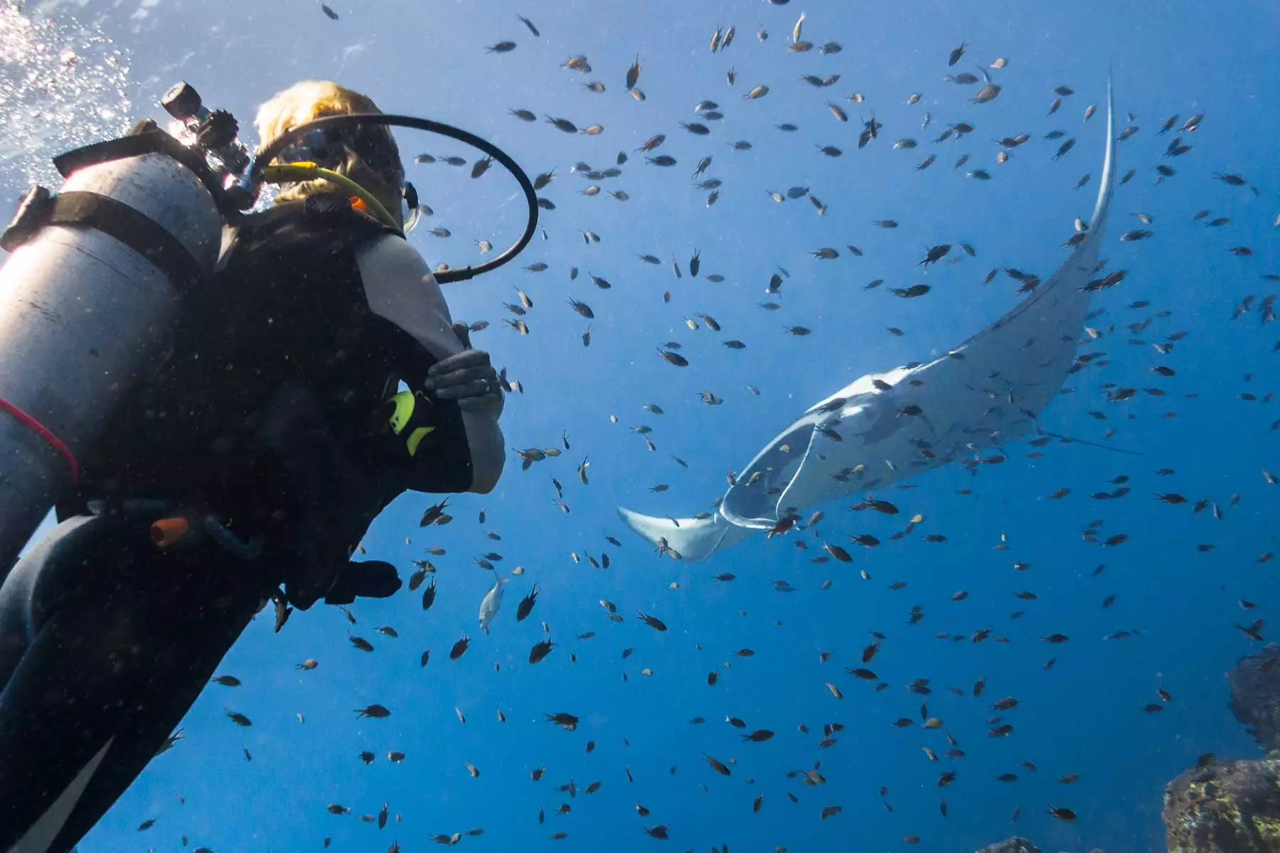 Picha hii ya kupendeza ya Manta Ray (Manta birostris) ilinaswa alipokuwa akipiga mbizi katika Bahari ya Andaman, Krabi, Thailand.