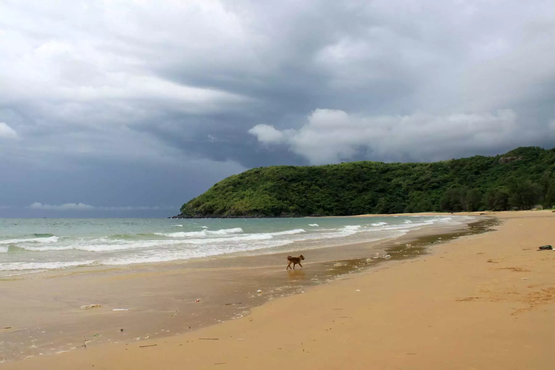 Majhen pes teče po plaži Dam trau na otoku Con Dao v Vietnamu ob oblačnem dnevu