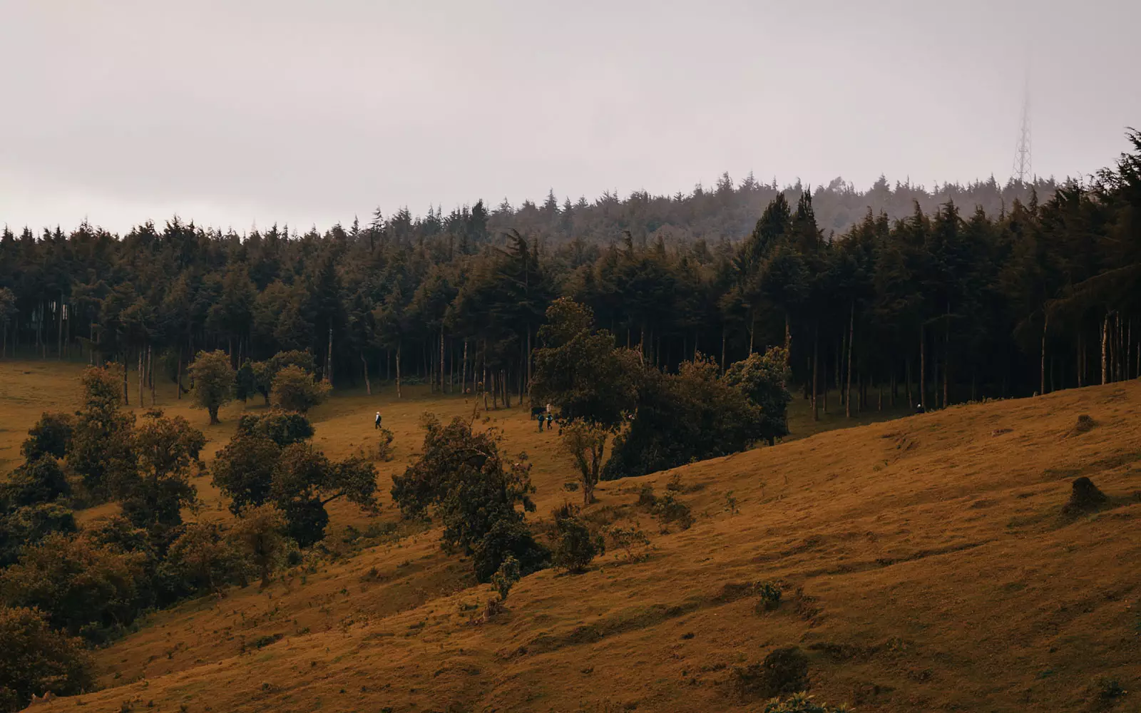 Kijaben metsä