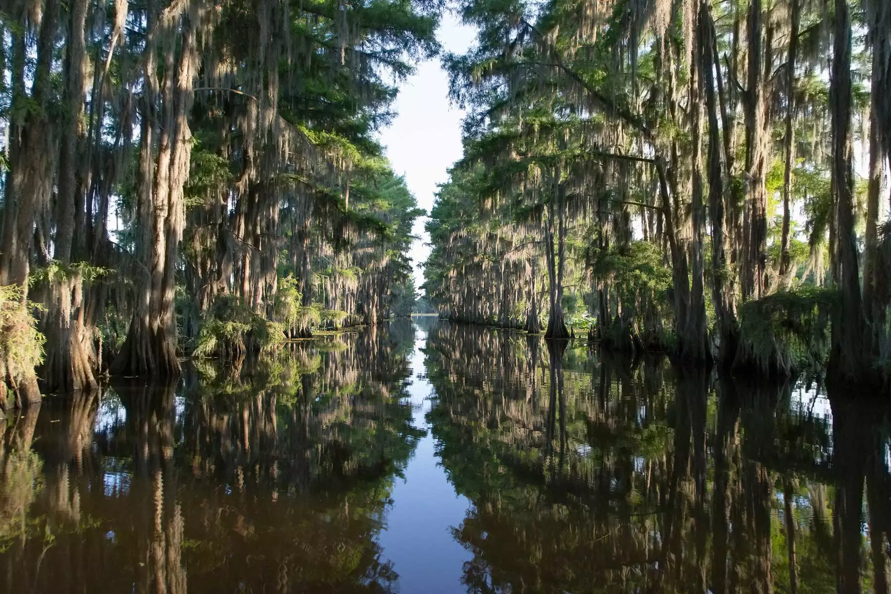 Texas ရှိ Caddo Lake ၏ ရေထဲတွင် ထင်ဟပ်နေသည့် မြင့်မားသောသစ်ပင်များ