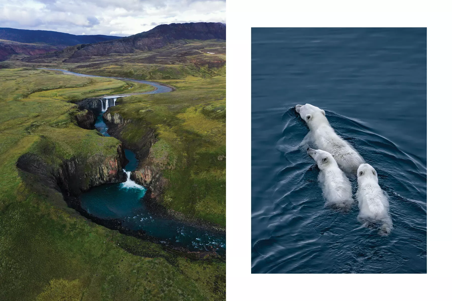 Eine Luftaufnahme der Arctic Bay im Sommer mit grünen Hügeln und blauen Wasserfällen und einer Gruppe von drei Eisbären, die zusammen schwimmen