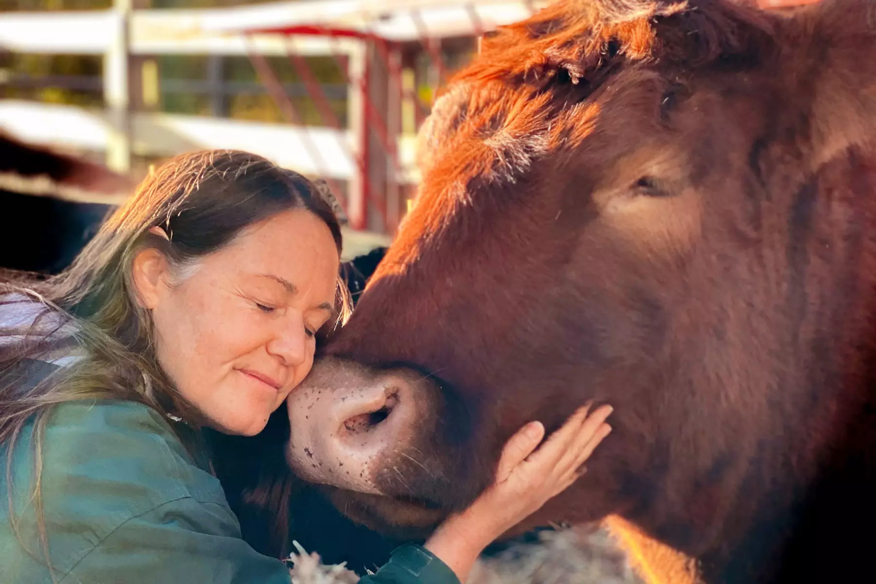 Một người phụ nữ ôm con bò ở The Gentle Barn