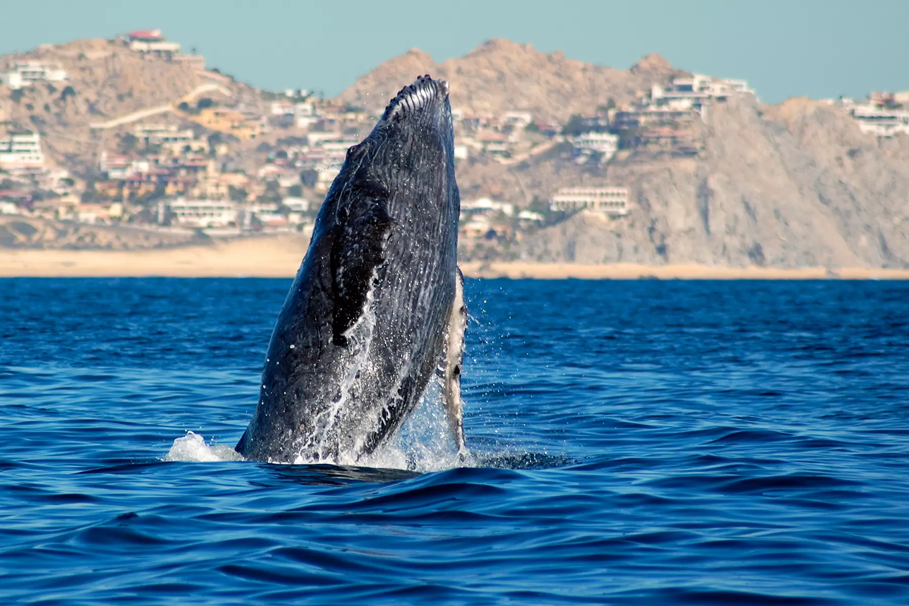 Morfil cefngrwm yn codi o'r môr yn Cabo San Lucas